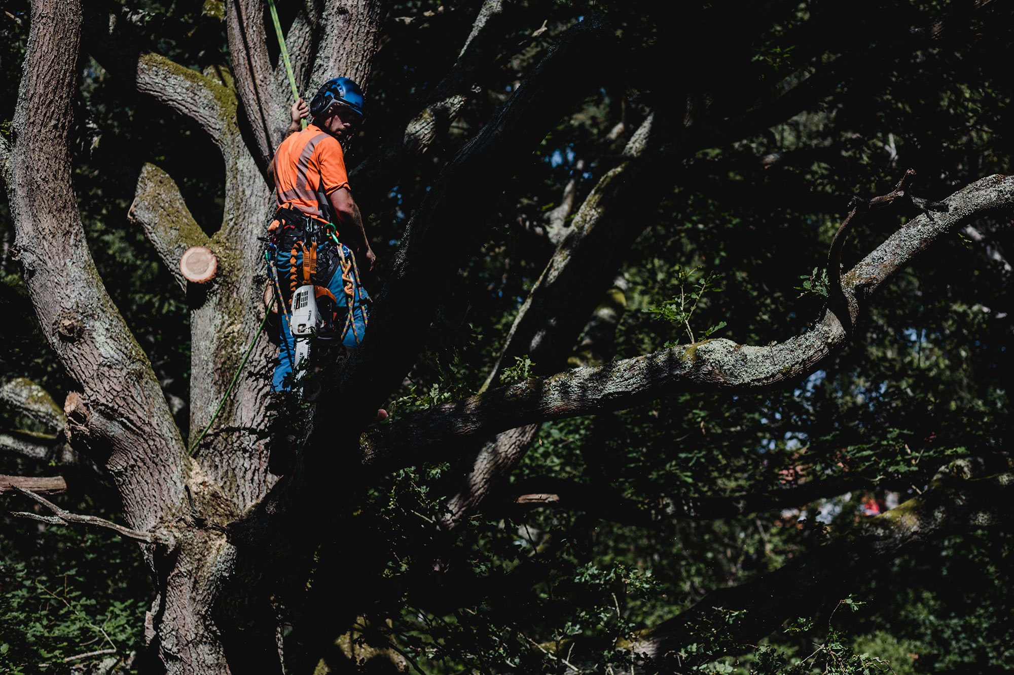 Tree Surgery | Scofell